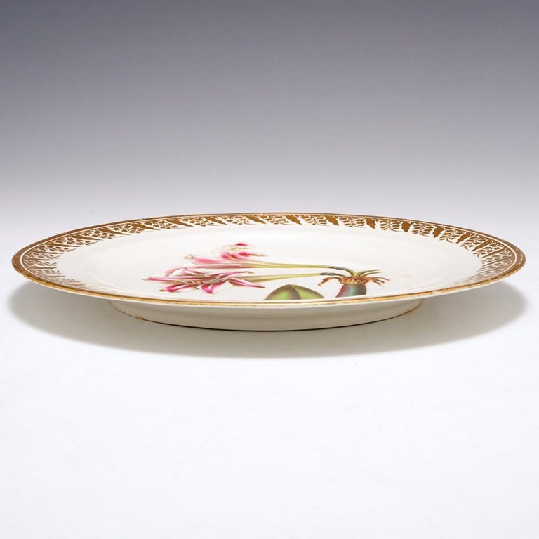 Derby Porcelain Botanical Plate Amaryllis Vittata c1795 For Sale at 1stDibs