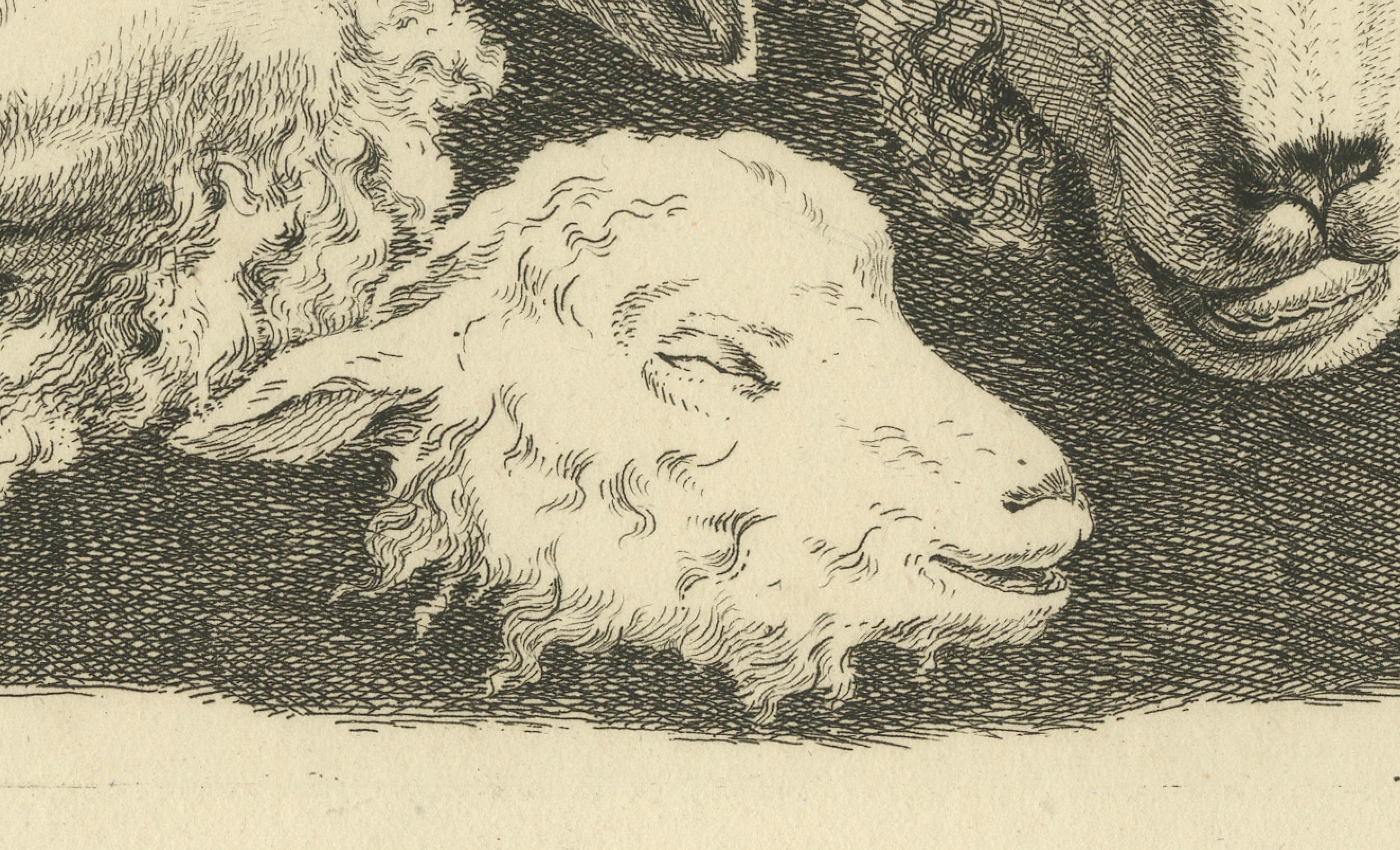 Detailed Etching of Sheep and Lamb Heads: Farm Animal Study by Oberman ...