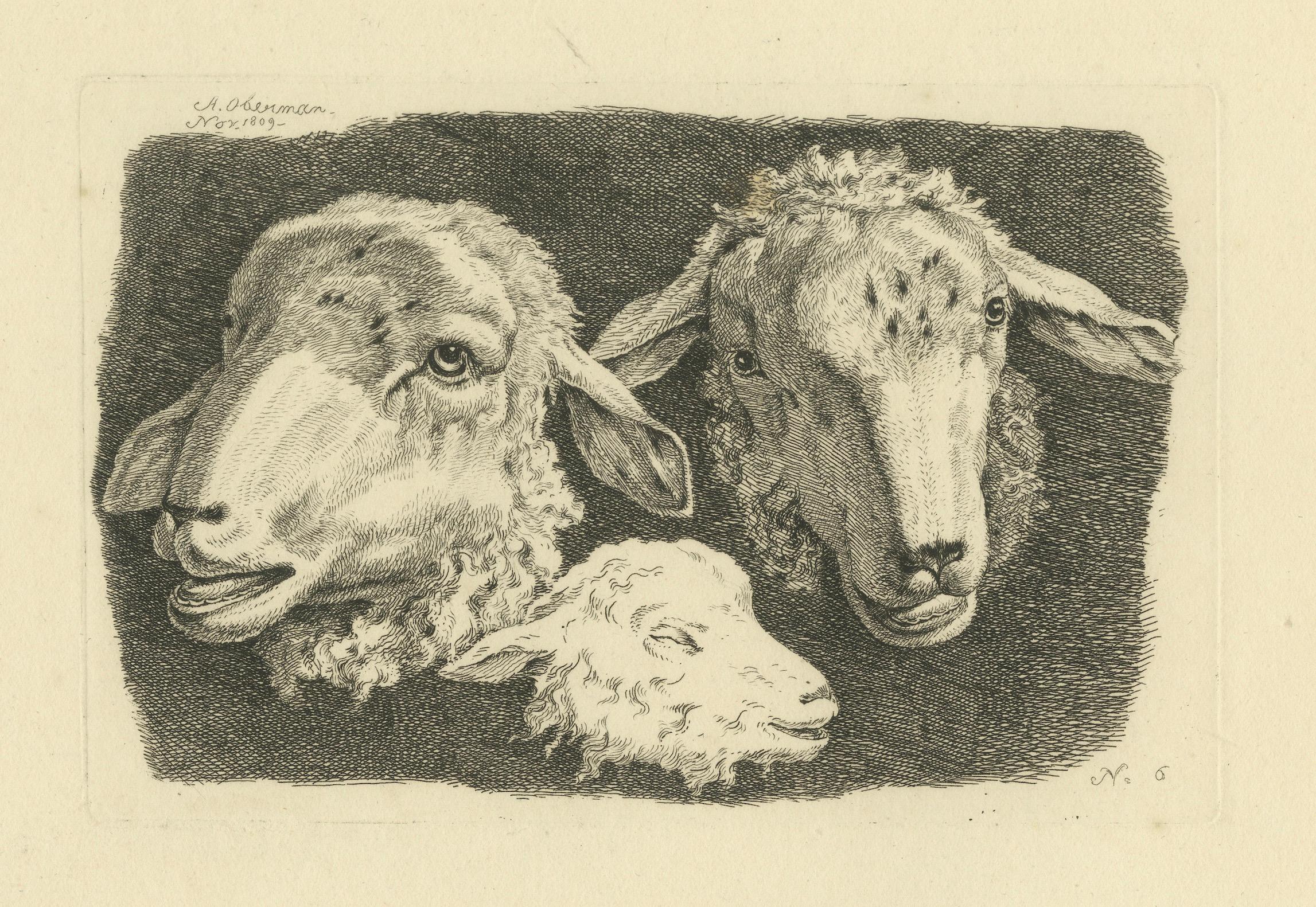 Detailed Etching of Sheep and Lamb Heads: Farm Animal Study by Oberman ...