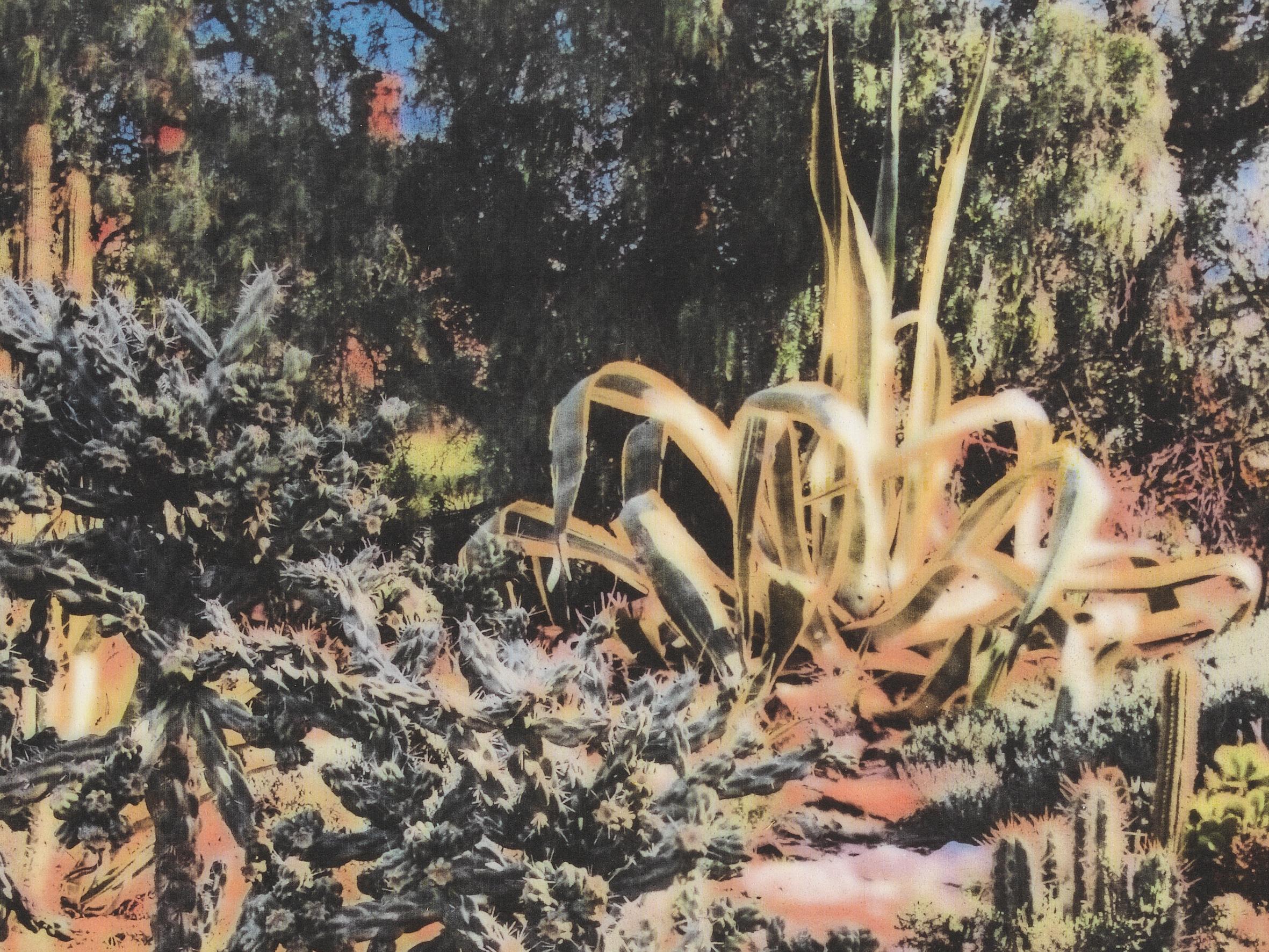 Dianne Longley - Fantastic garden succulent grotto - Terowie, intaglio ...