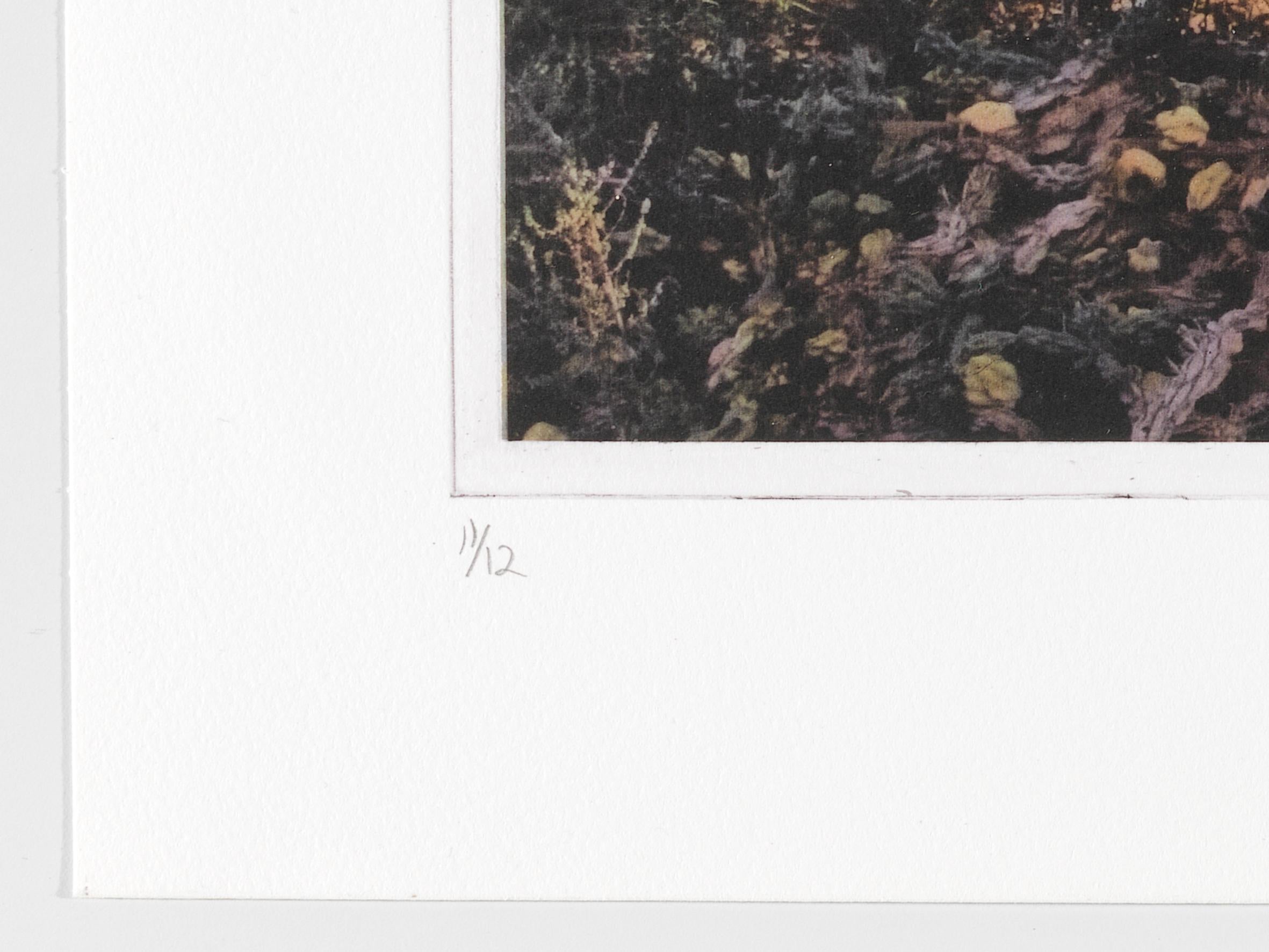 Dianne Longley - Fantastic garden succulent grotto - Terowie, intaglio ...