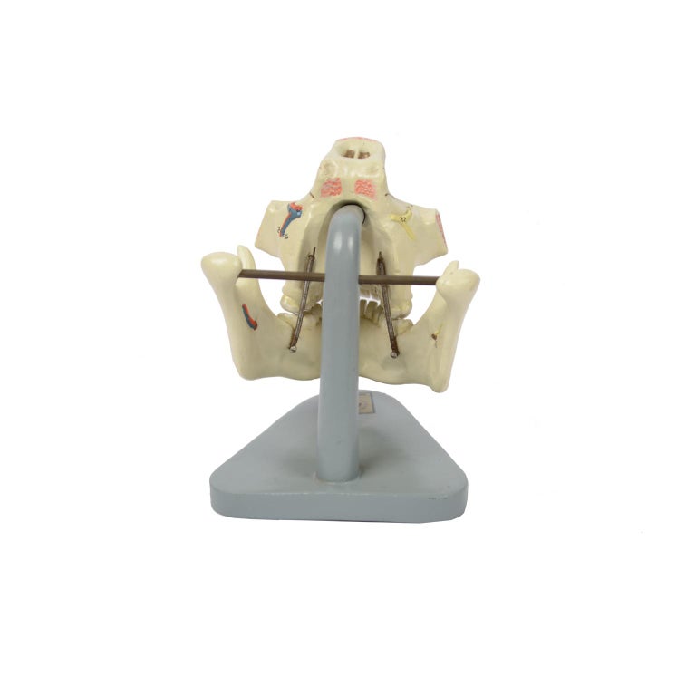 Didactic Anatomic Model of Mandible and Jaw Made in the 1950s For Sale ...