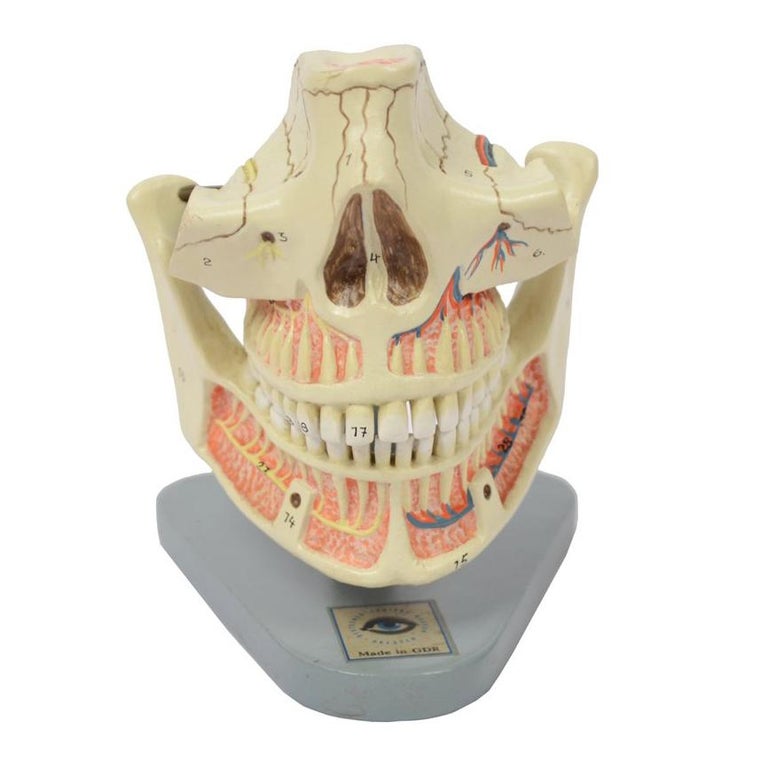 Didactic Anatomic Model of Mandible and Jaw Made in the 1950s at 1stDibs