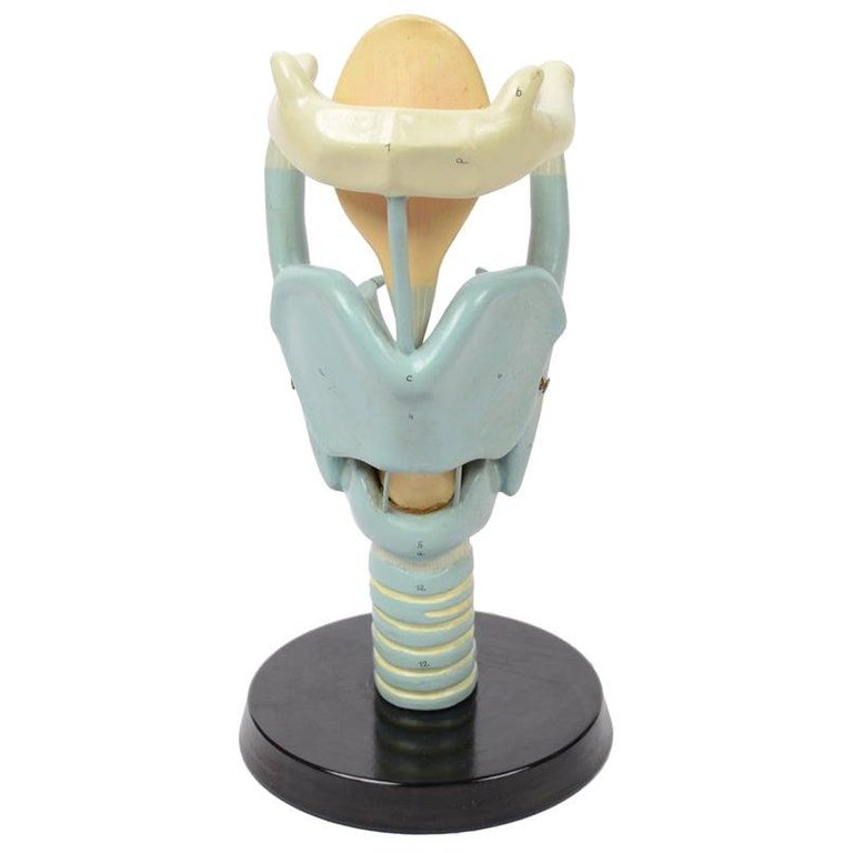 Germany 1950 Didactics Medical Anatomy Enlarged Model of a Human ...