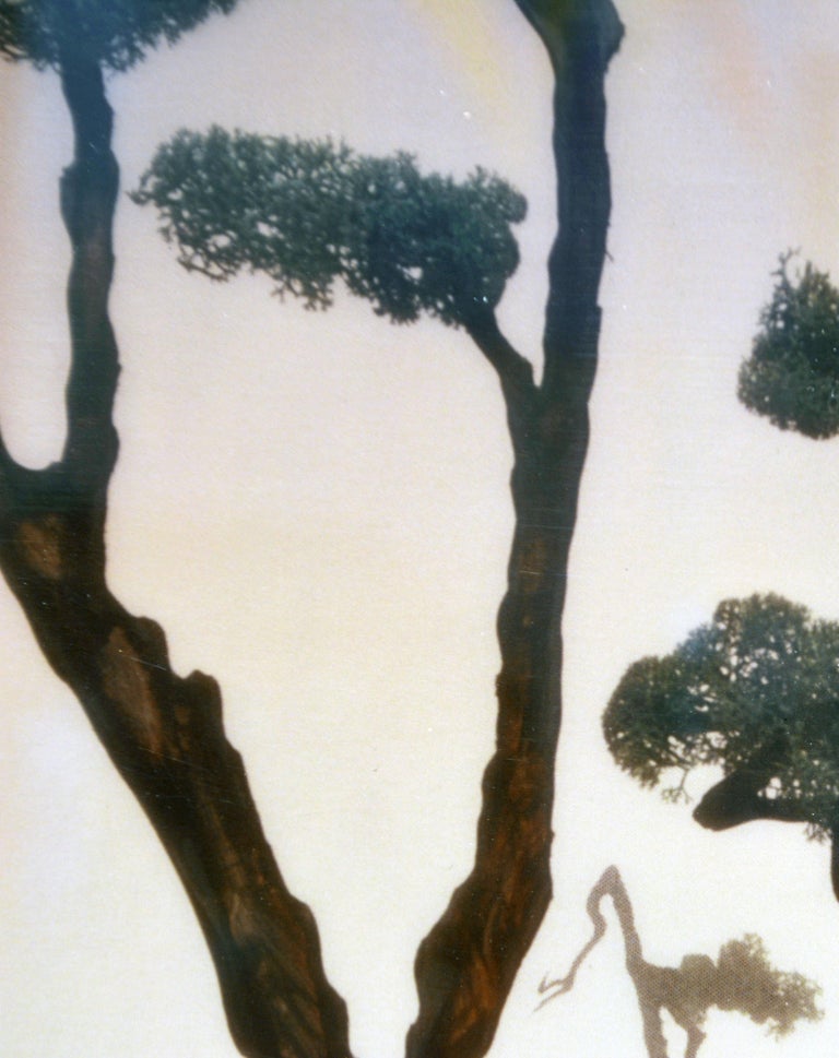 Didier Massard, French B. 1953, Signed Photo 'Landscape with Chinese ...