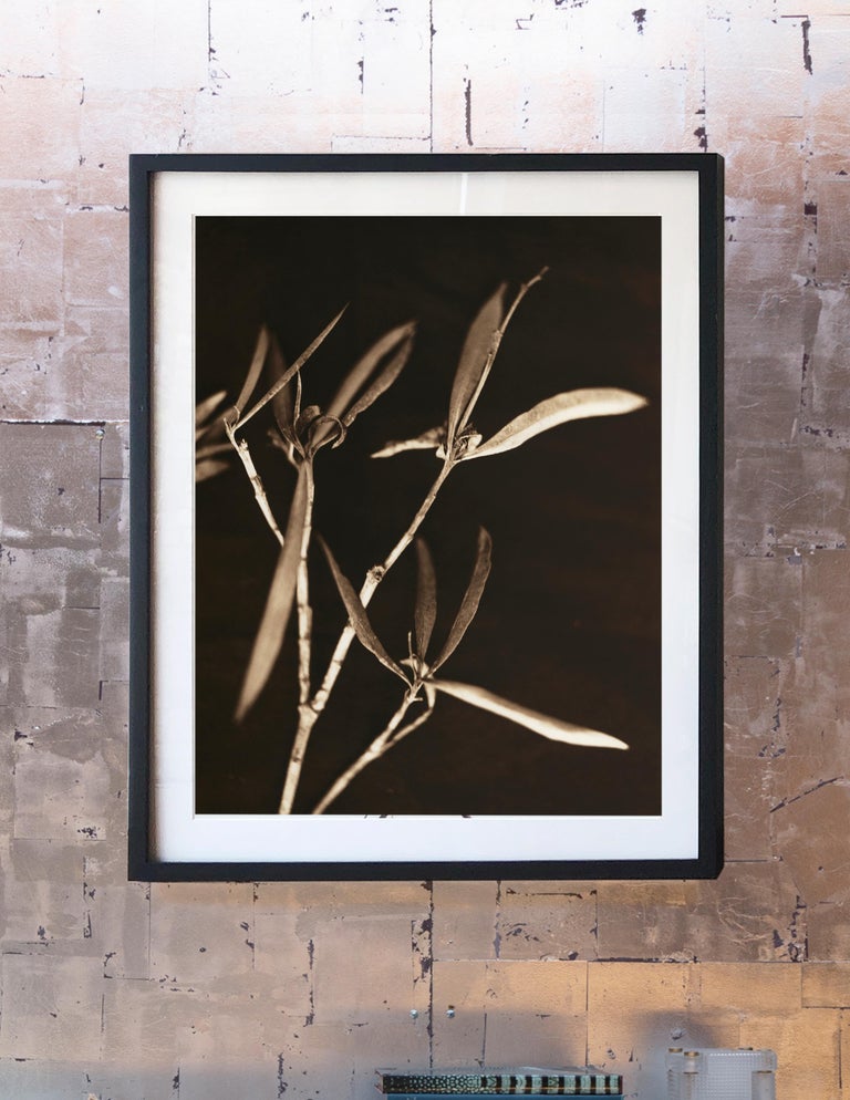 Digital Prints Based on Hand-Toned Silver Gelatin Prints, Branch Series ...