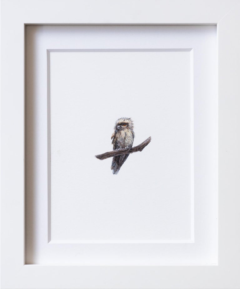 Dina Brodsky - Tawny Frogmouth For Sale at 1stDibs