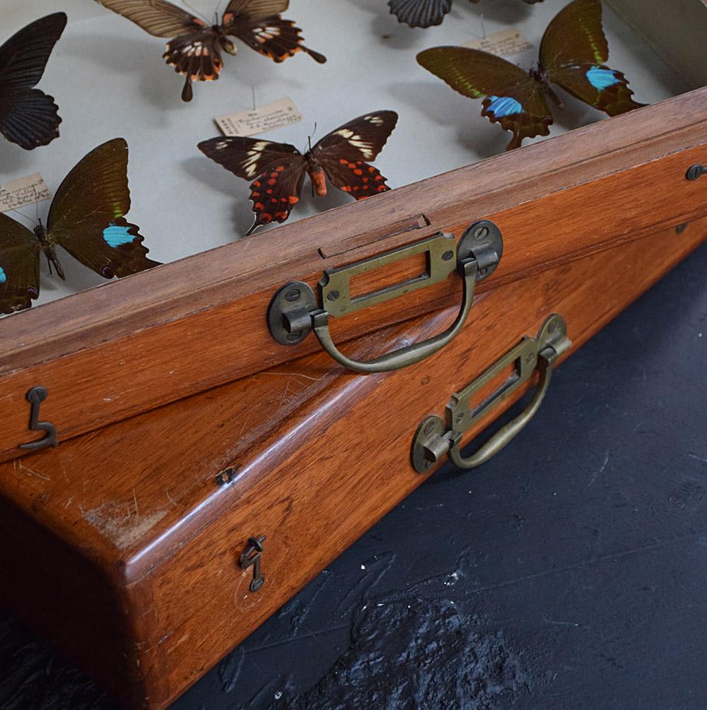 Dixons Museum Butterfly Collection at 1stDibs