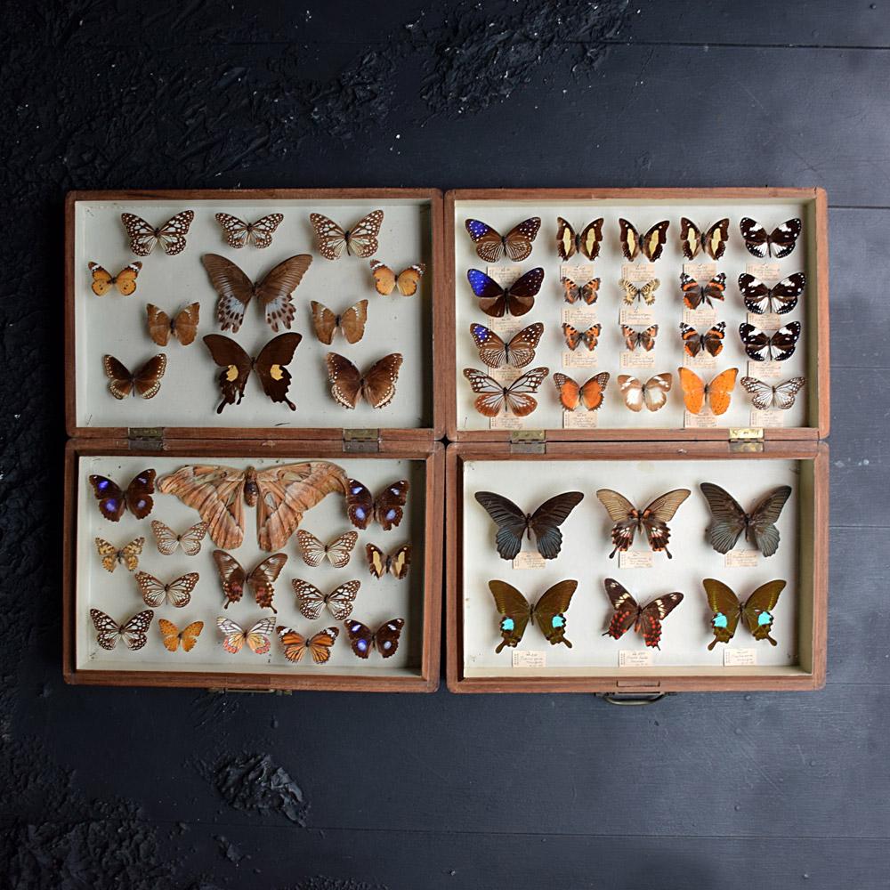 Dixons Museum Butterfly Collection at 1stDibs