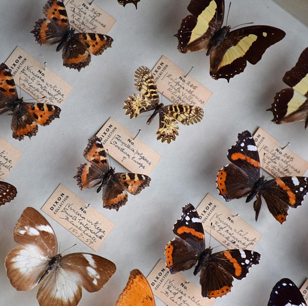 Dixons Museum Butterfly Collection at 1stDibs
