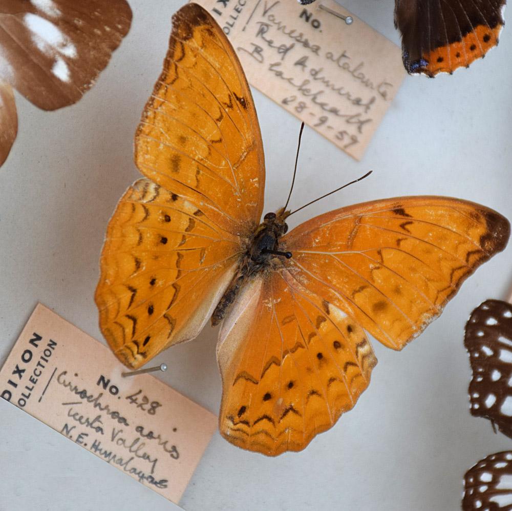 Dixons Museum Butterfly Collection at 1stDibs