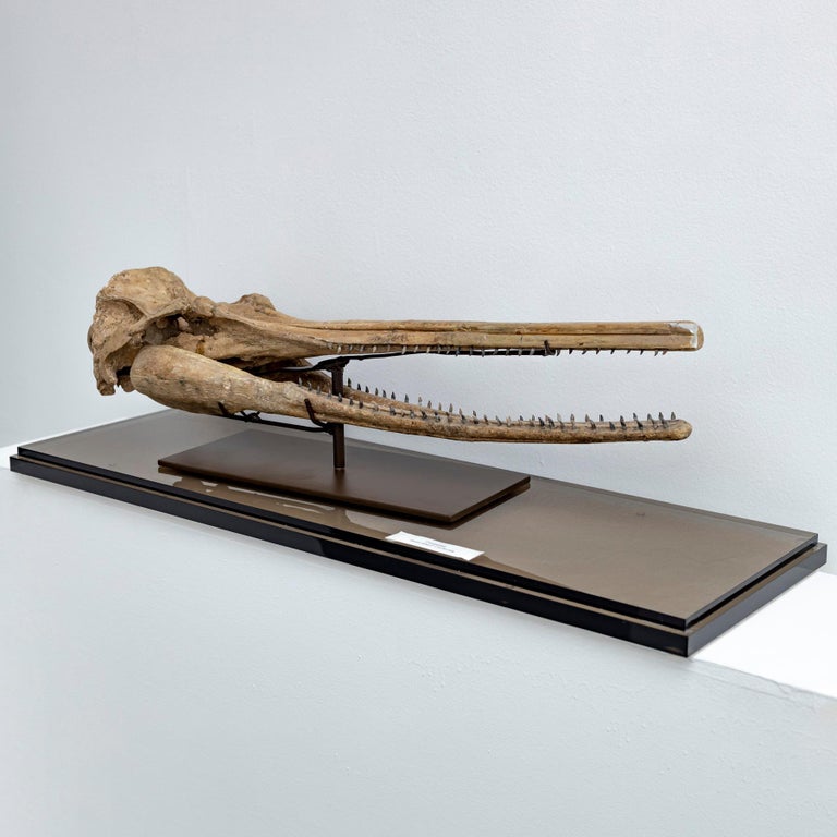 Dolphin Fossil Skull, Porpoise Bakersfield California, Miocene Period ...