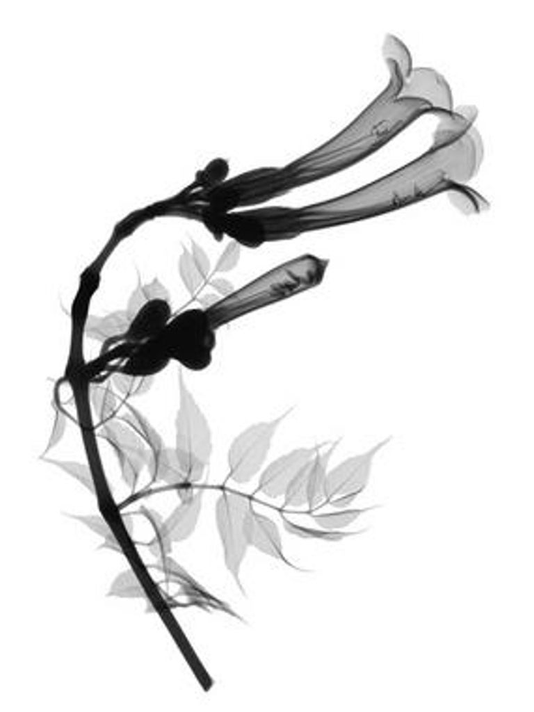 Don Dudenbostel - Trumpet Vine For Sale at 1stDibs