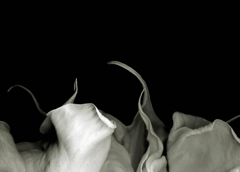 Doris Mitsch - Datura G For Sale at 1stDibs