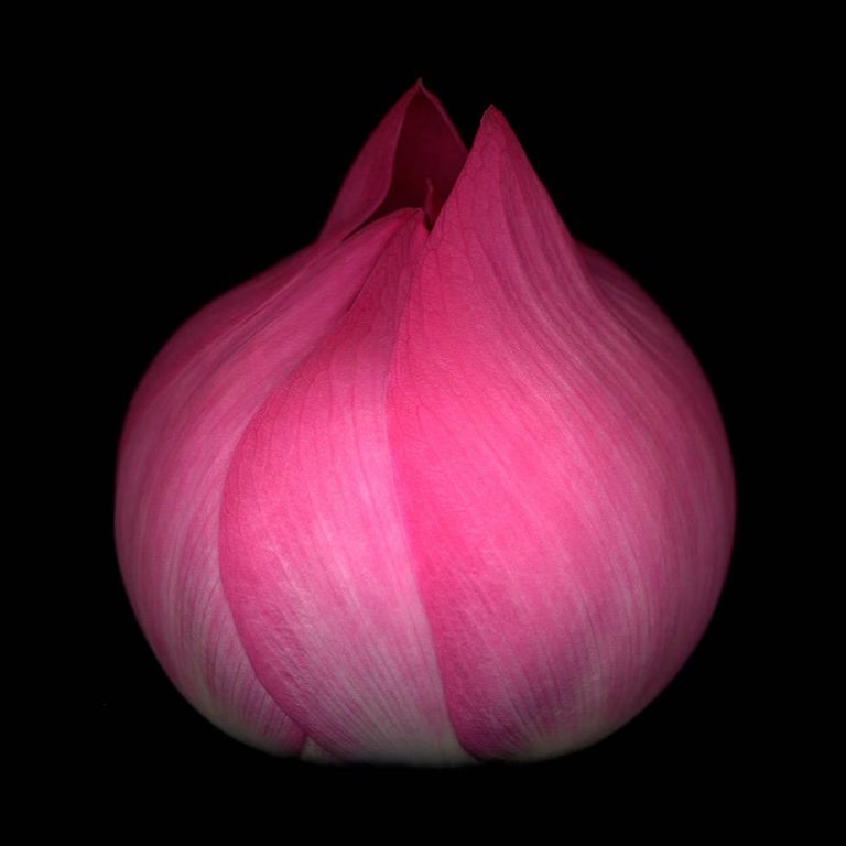 Doris Mitsch - Lotus 2 For Sale at 1stDibs