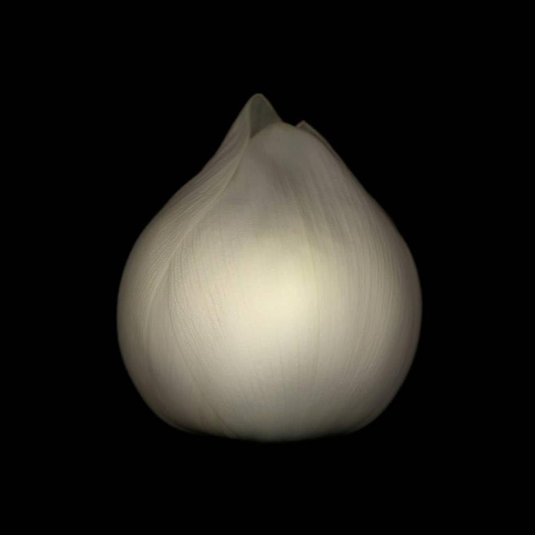 Doris Mitsch - Lotus 4 For Sale at 1stDibs