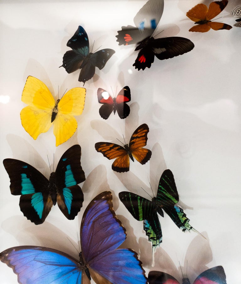 Double Glass Mounted Butterflies in Flight at 1stDibs | double glass ...