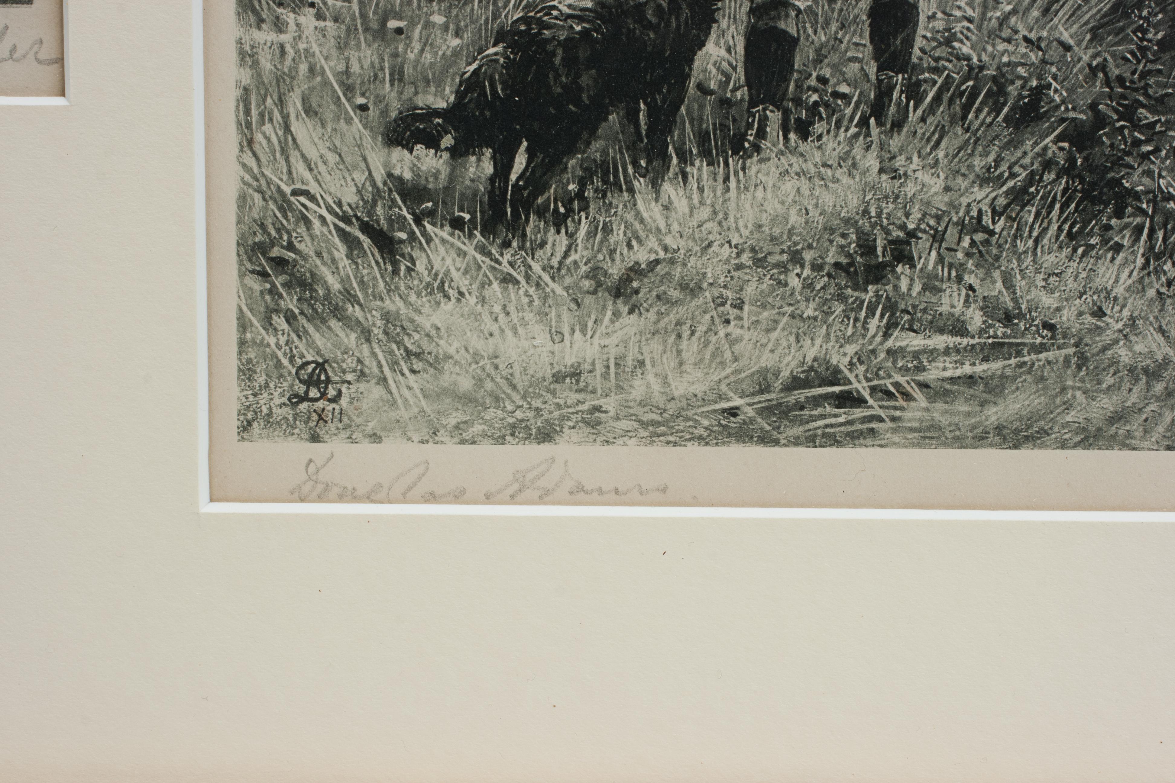Tree Grouse, Partridge Shooting Engravings By Douglas Adams ...