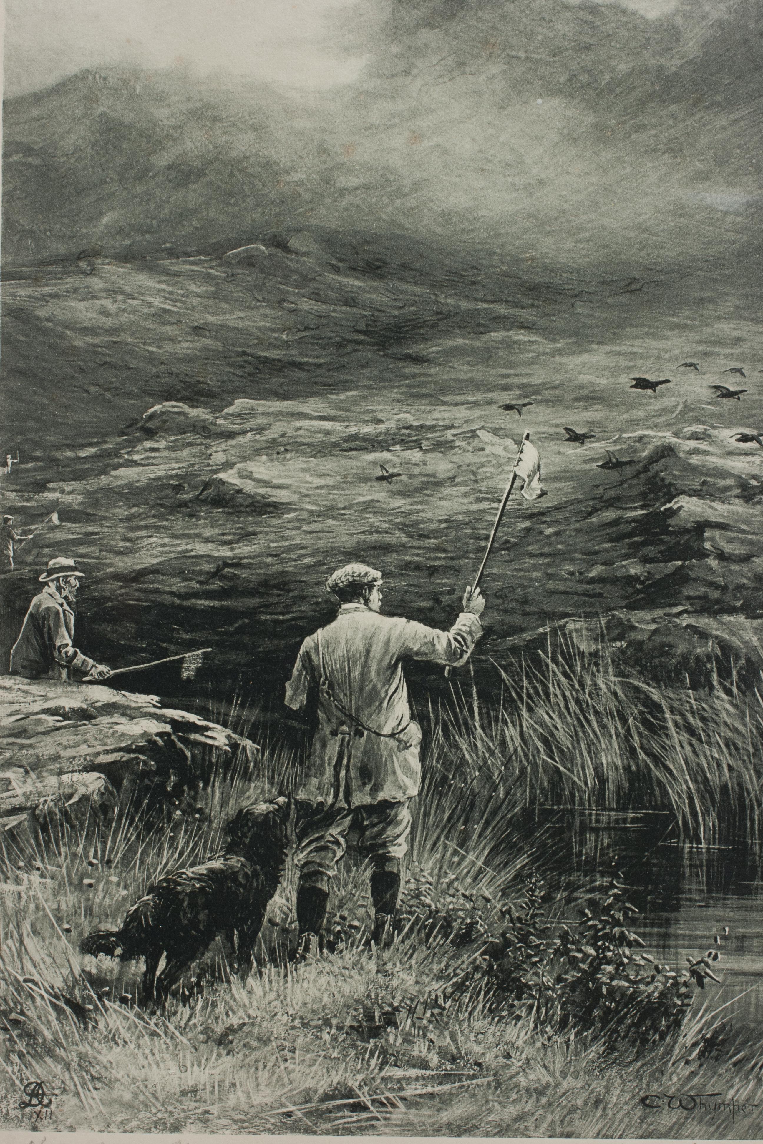 Tree Grouse, Partridge Shooting Engravings By Douglas Adams ...
