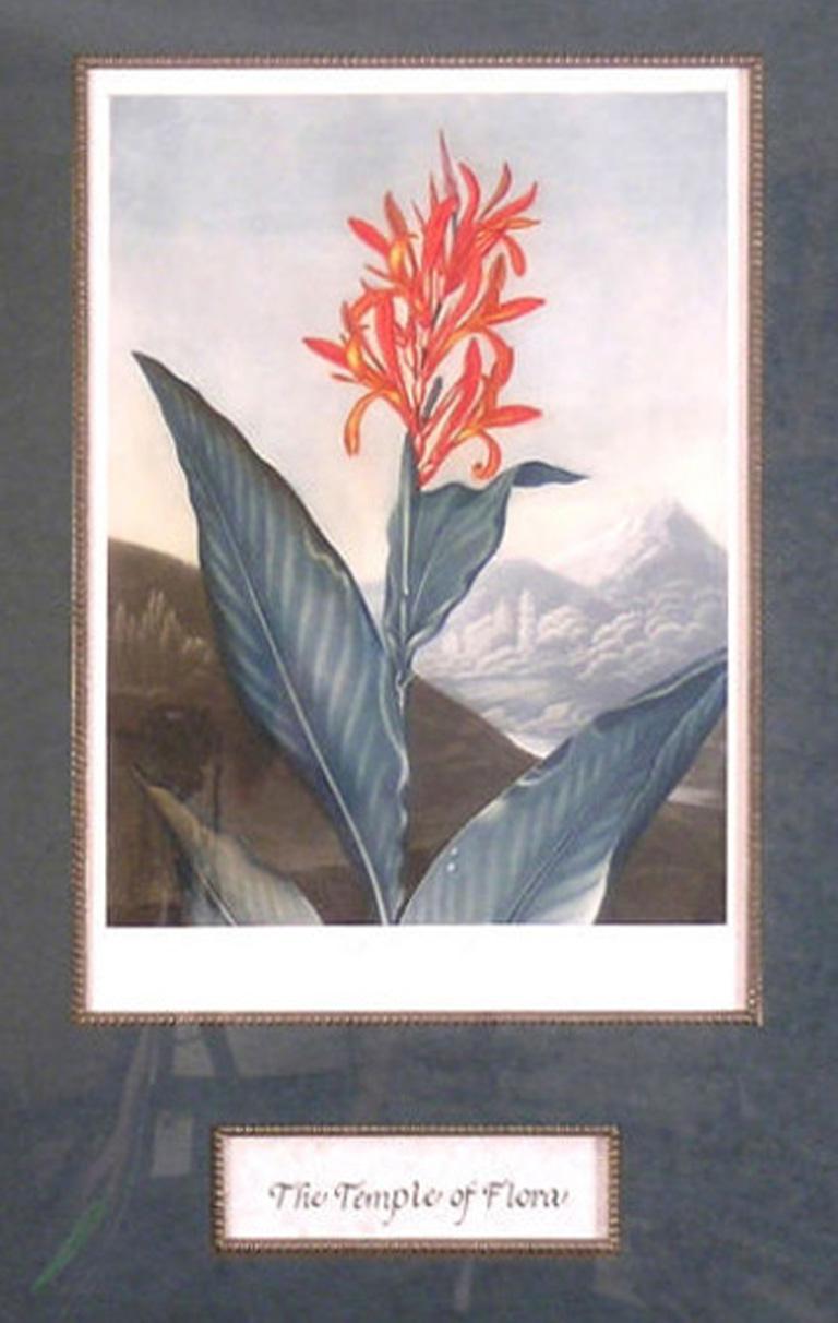 Dr. Robert John Thornton - Indian Reed (Cana) For Sale at 1stDibs