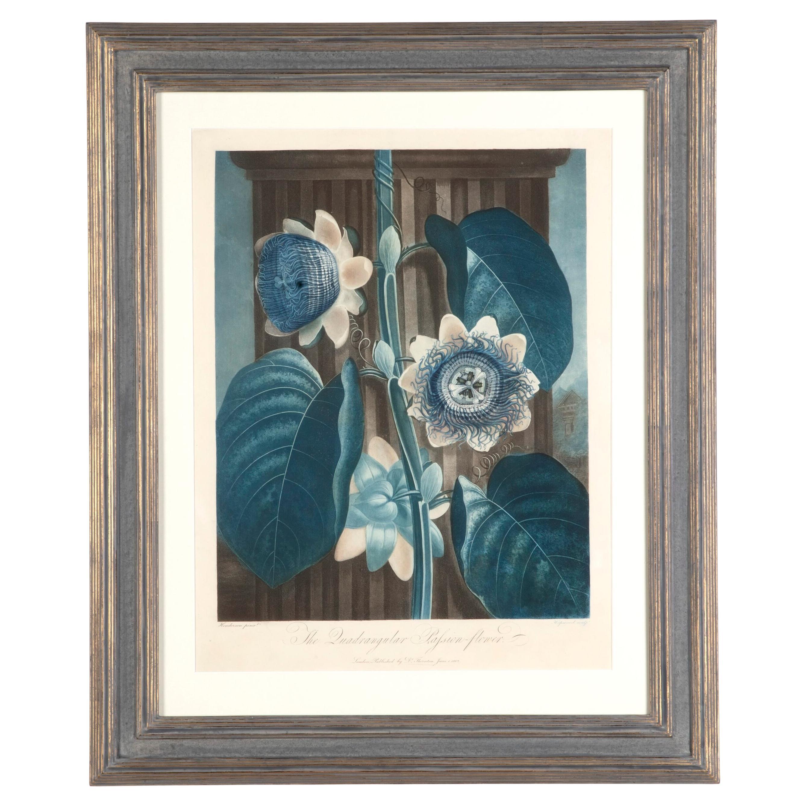 Dr. Robert John Thornton Botanical Prints, 1812 For Sale at 1stDibs