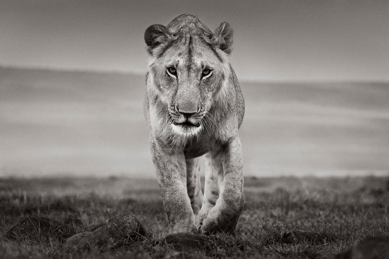 Drew Doggett - Intimate, Minimal Portrait of a Lion in Kenya For Sale ...