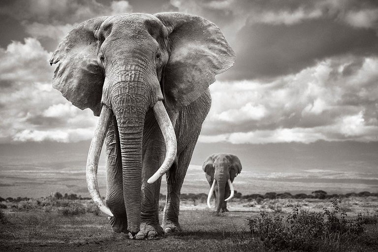 Drew Doggett - Two Iconic, Large Elephants Walking Across Amboseli ...