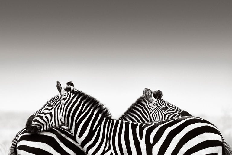 Drew Doggett - Two Zebras Against a Minimal Backdrop, Design-Inspired ...
