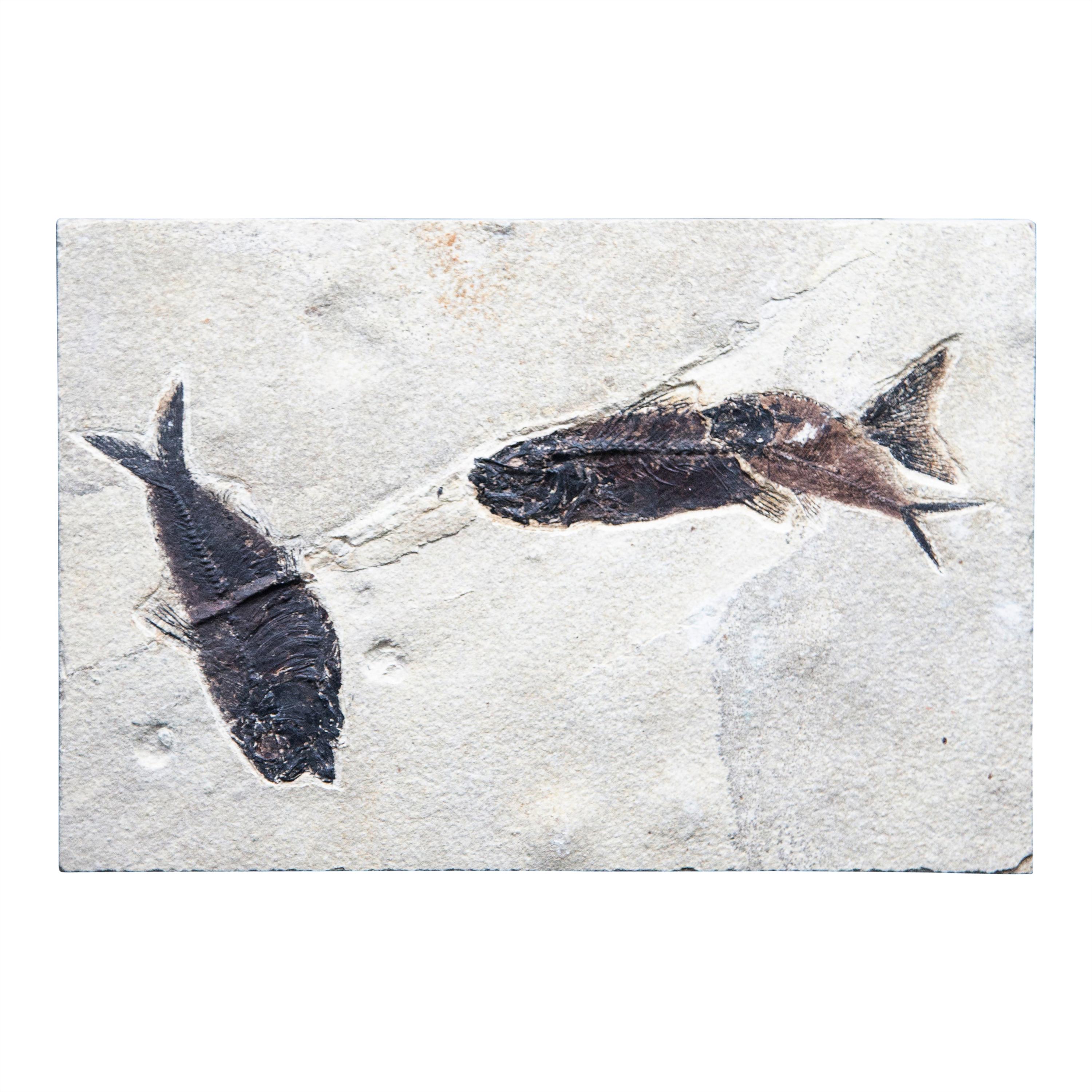 Fish For Sale at 1stDibs