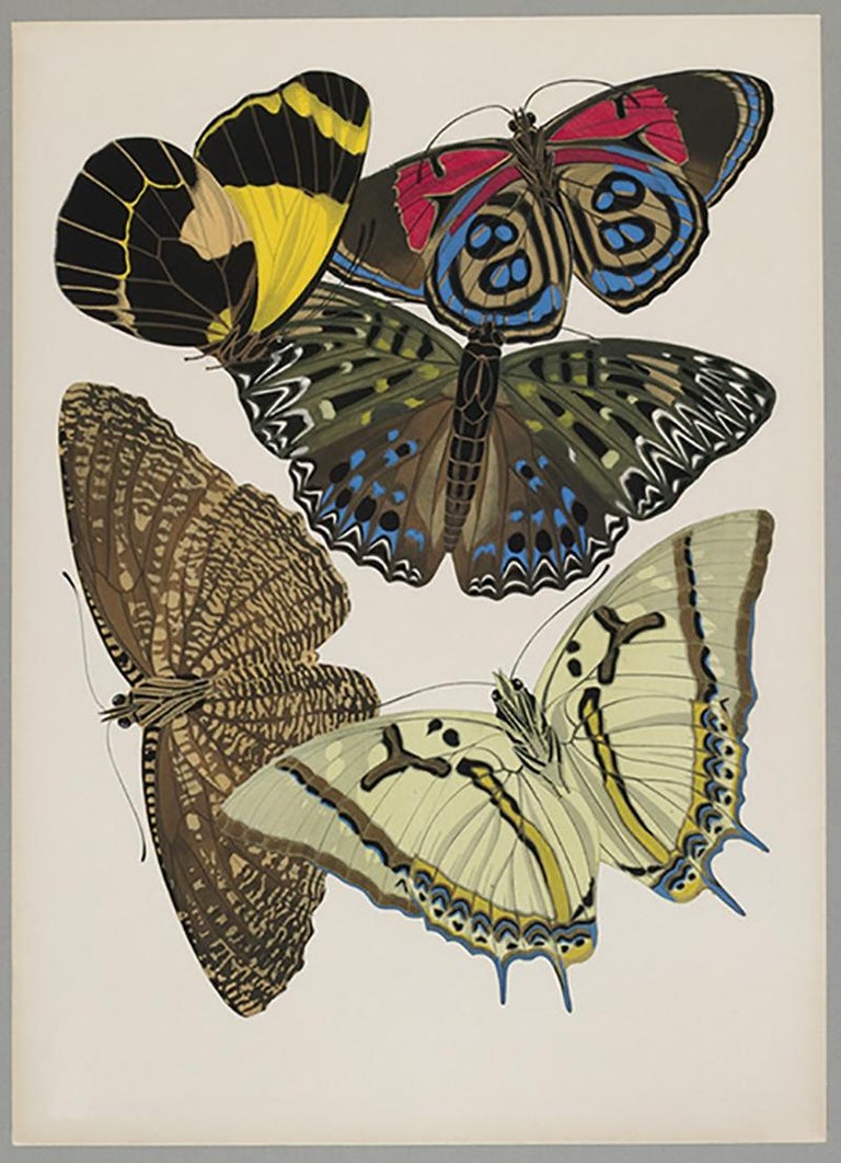 E.A. Seguy - Butterfly Pochoir Prints - 11 For Sale at 1stDibs