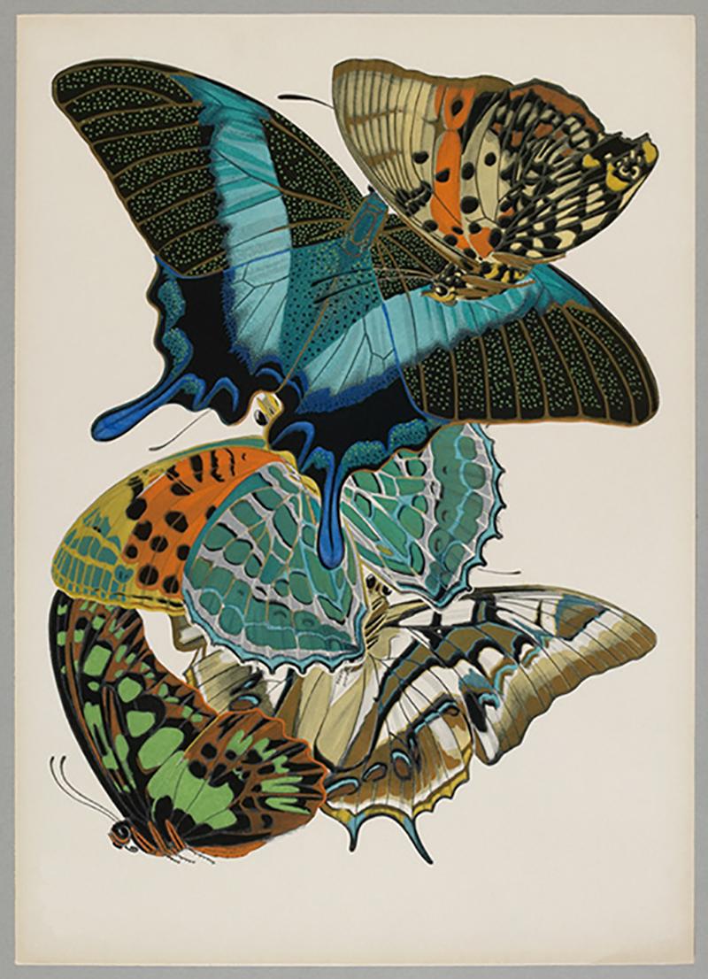 E.A. Seguy - Butterfly Pochoir Prints - 6 For Sale at 1stDibs