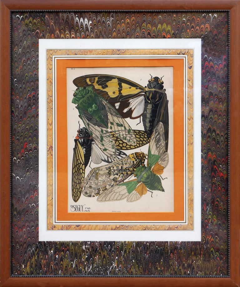 E.A. Seguy - Impression naturaliste de divers insectes aux tons terreux ...