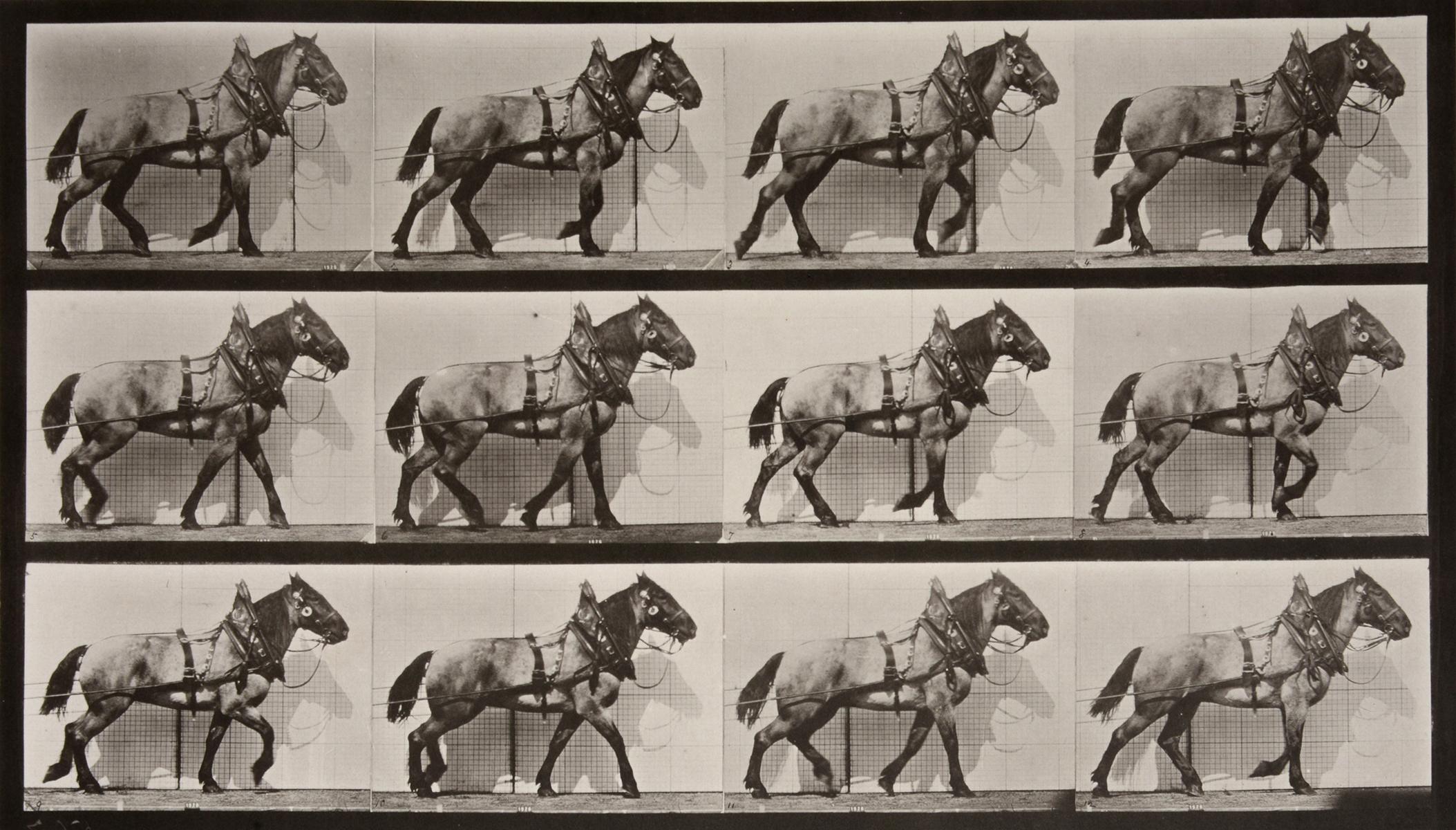 Eadweard Muybridge - Animal Locomotion: Plate 723 (Lioness Walking ...
