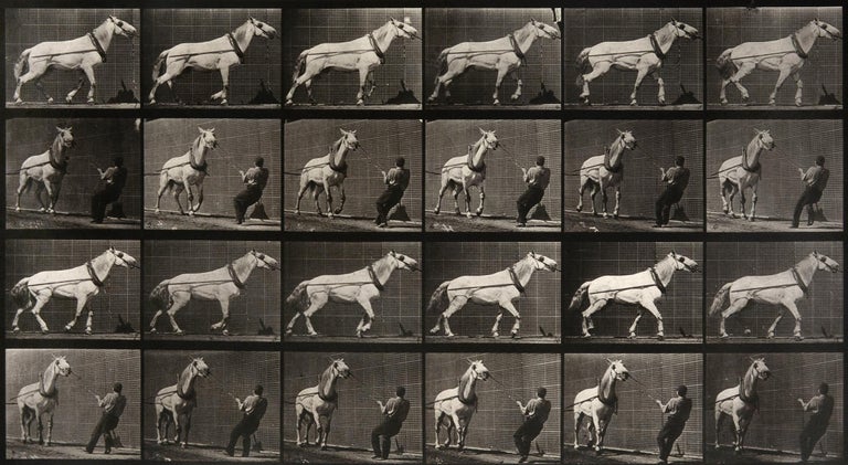 Eadweard Muybridge - Animal Locomotion: Plate 573 (Man Pulling Horse By ...