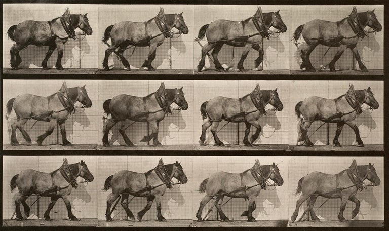 Eadweard Muybridge - Human and Animal Locomotion. Plate 563. For Sale ...