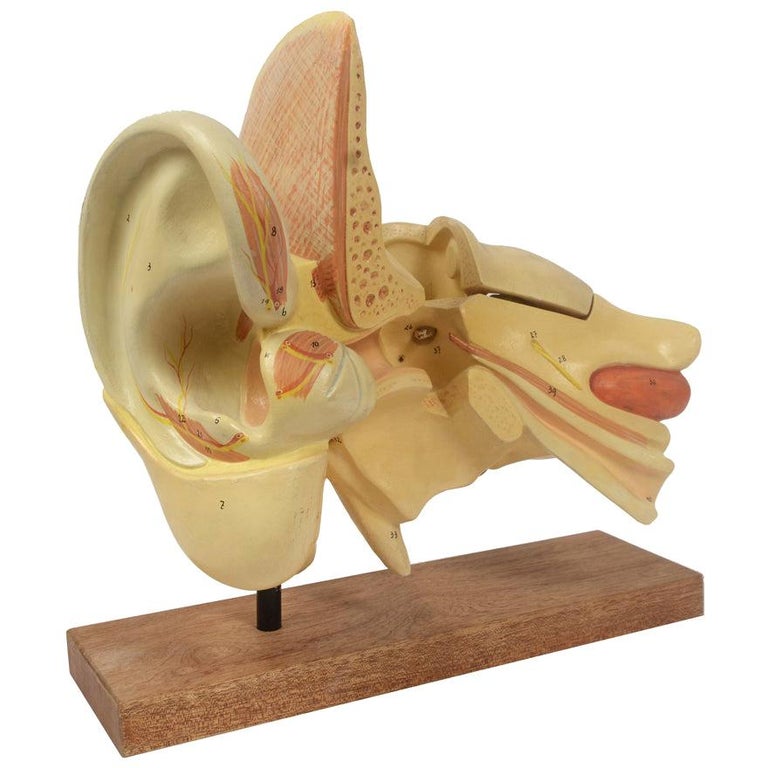 Late 19th Century Educational Human Anatomical Ear Model German ...