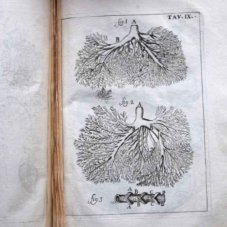 Early 18th Century Human Body Medical Book For Sale at 1stDibs