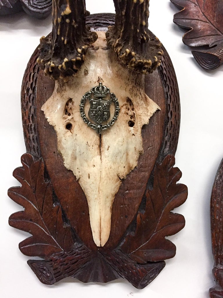 Early 19th Century Habsburg Roe Trophies on Hand Carved Black Forest ...