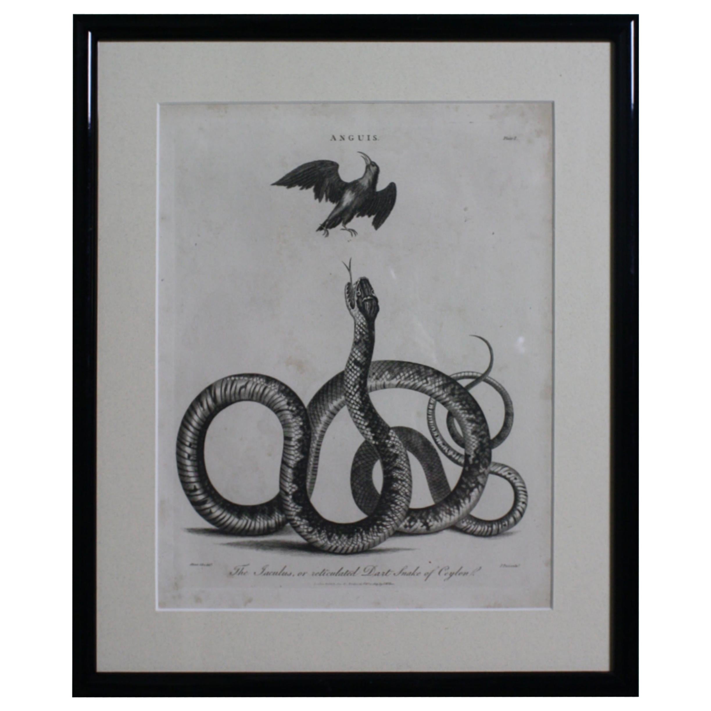 Early 19th Century 1802 Collection of Thirteen Albertus Seba ...