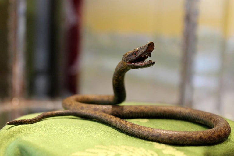 Early 20th Century Austrian Cold-Painted Vienna Bronze Snake Sculpture ...