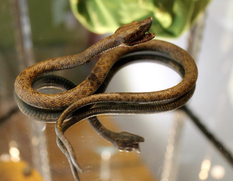Early 20th Century Austrian Cold-Painted Vienna Bronze Snake Sculpture ...