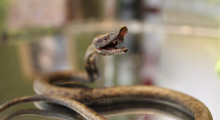 Early 20th Century Austrian Cold-Painted Vienna Bronze Snake Sculpture ...