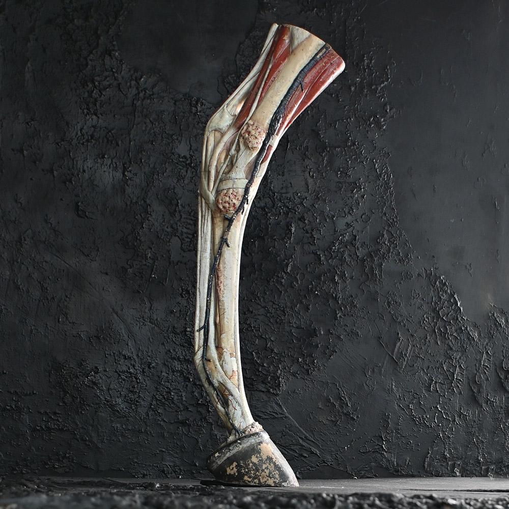 Early 20th century Azoux anatomical model at 1stDibs