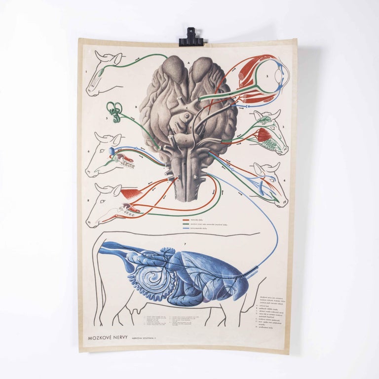 Early 20th Century Cattle Neurology and Anatomy Educational Poster For ...