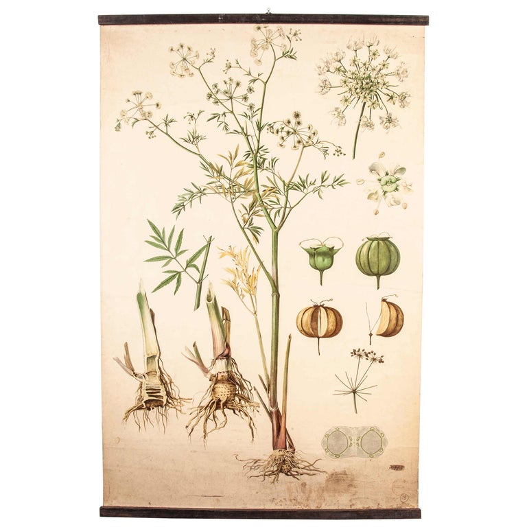 Early 20th Century Educational Chart, Botanical at 1stDibs
