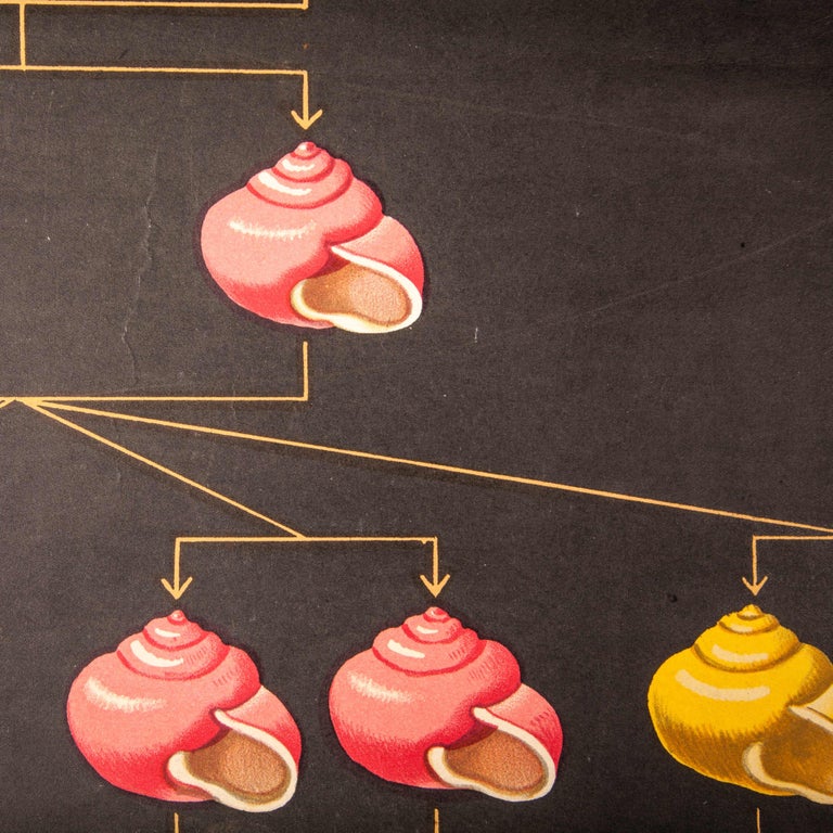 Early 20th Century Educational Chart, Snail Development For Sale at 1stDibs