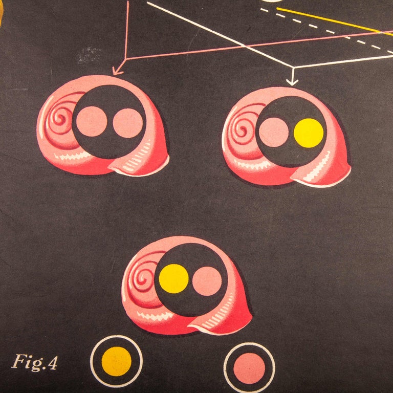 Early 20th Century Educational Chart, Snail Development For Sale at 1stDibs