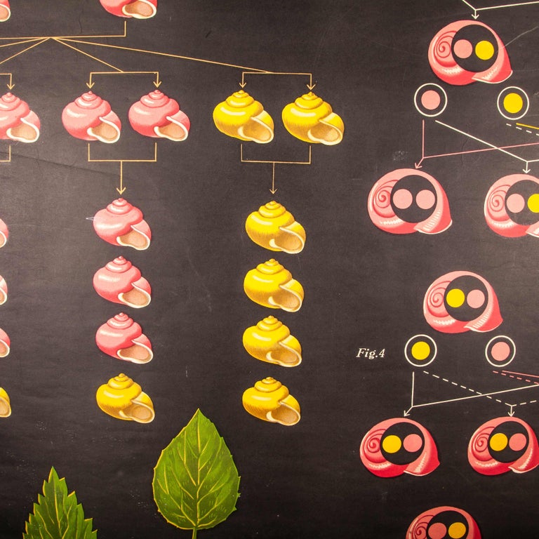 Early 20th Century Educational Chart, Snail Development For Sale at 1stDibs