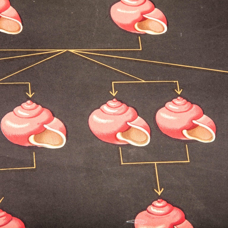 Early 20th Century Educational Chart, Snail Development For Sale at 1stDibs