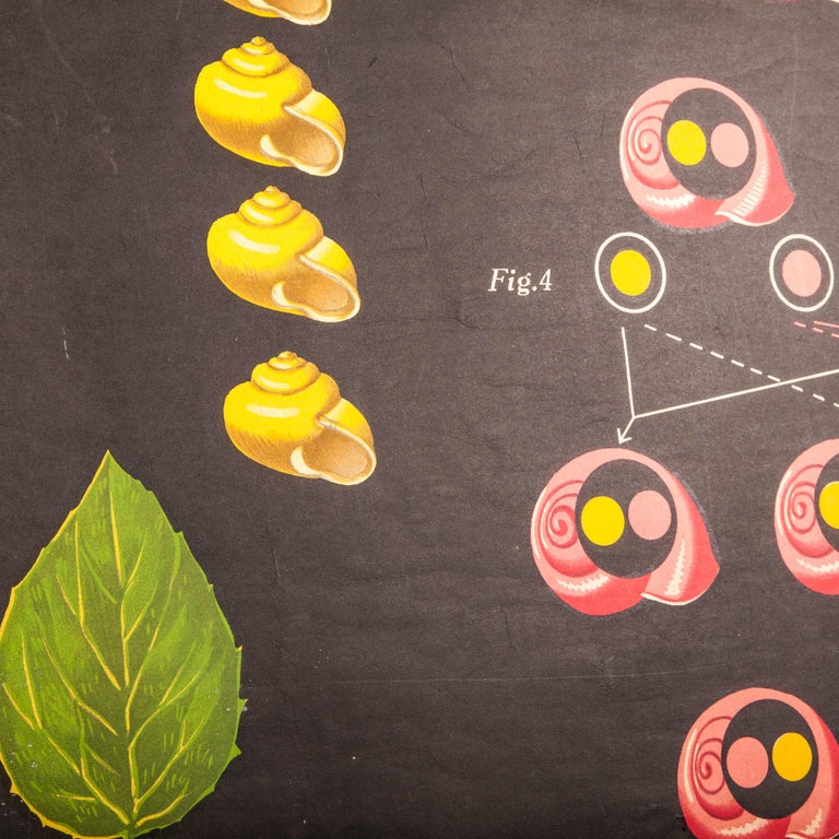 Early 20th Century Educational Chart, Snail Development For Sale at 1stDibs